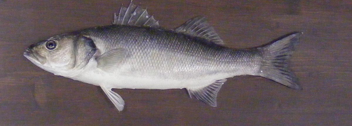 Particuliers - Bernard Bourlès SPÉCIALISTE DE L'ICHTYOTAXIDERMIE