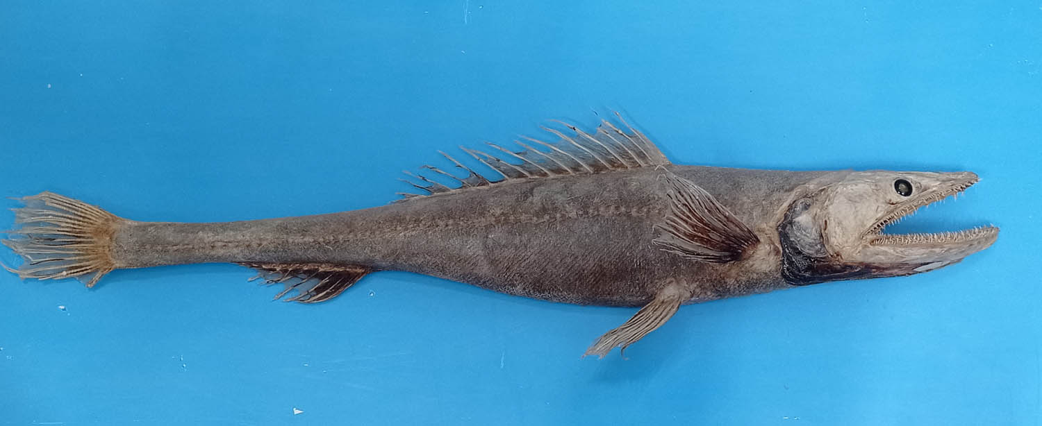 Actualités - Bernard Bourlès SPÉCIALISTE DE L'ICHTYOTAXIDERMIE