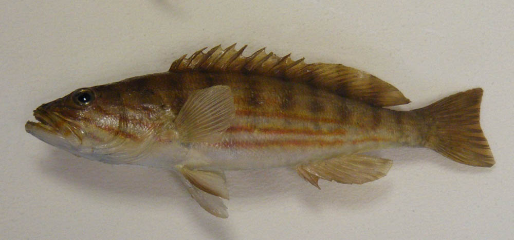 Poissons finis - Bernard Bourlès SPÉCIALISTE DE L'ICHTYOTAXIDERMIE