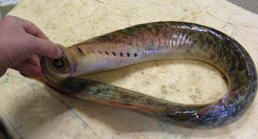 Poissons reçus - Bernard Bourlès SPÉCIALISTE DE L'ICHTYOTAXIDERMIE