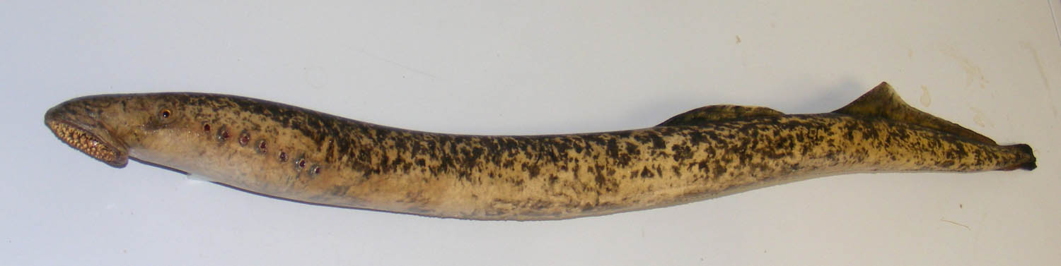 Le spécialiste de l'ichtyotaxidermie - Poissons finis