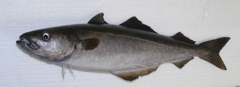 Le spécialiste de l'ichtyotaxidermie - Accueil