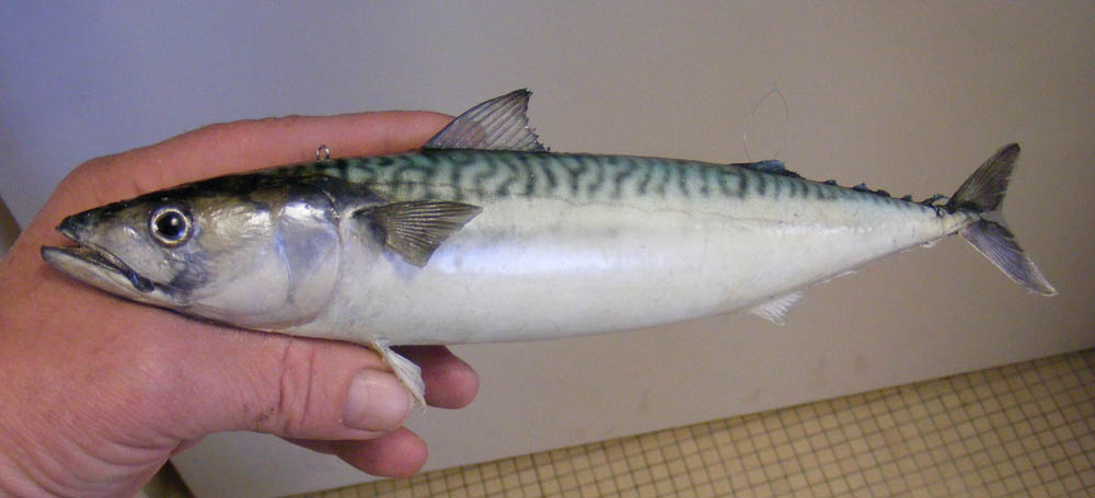 Poissons finis - Bernard Bourlès SPÉCIALISTE DE L'ICHTYOTAXIDERMIE