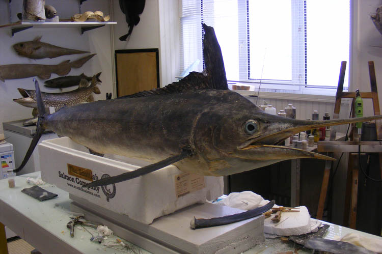 poissons en cours - Bernard Bourlès SPÉCIALISTE DE L'ICHTYOTAXIDERMIE