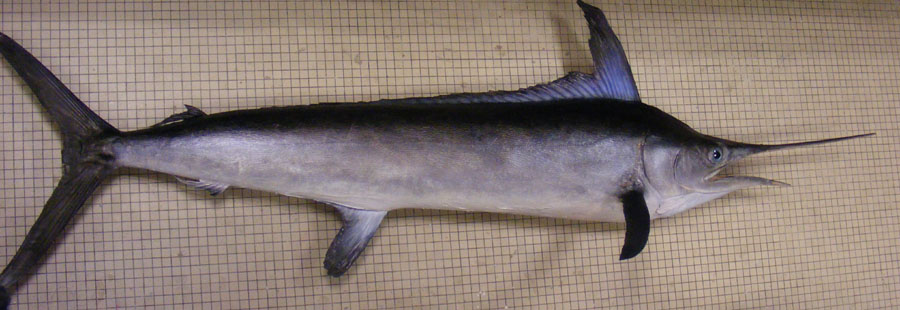 Poissons finis - Bernard Bourlès SPÉCIALISTE DE L'ICHTYOTAXIDERMIE