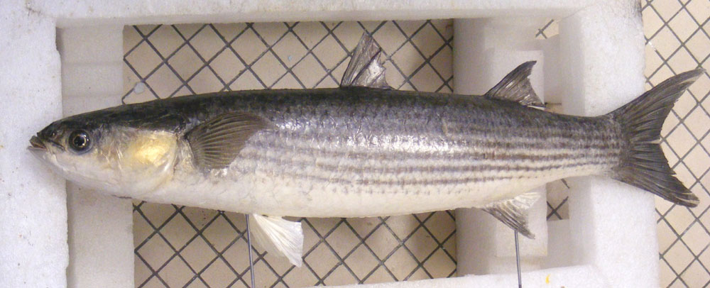 Poissons finis - Bernard Bourlès SPÉCIALISTE DE L'ICHTYOTAXIDERMIE