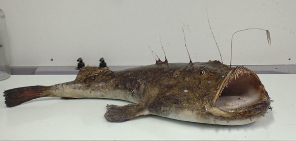 Poissons de mer - Bernard Bourlès SPÉCIALISTE DE L'ICHTYOTAXIDERMIE