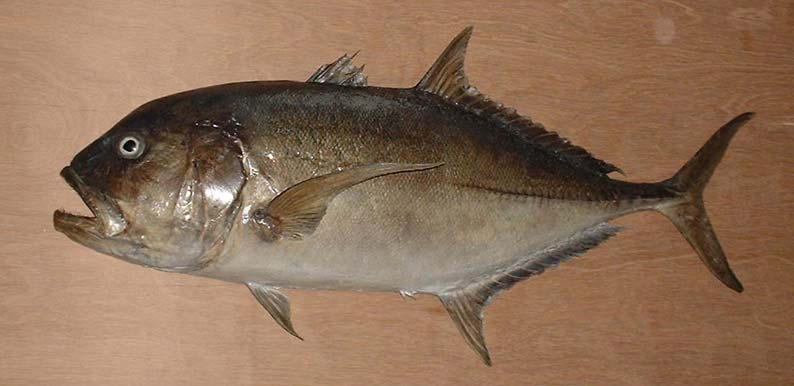 Le spécialiste de l'ichtyotaxidermie - Poissons tropicaux