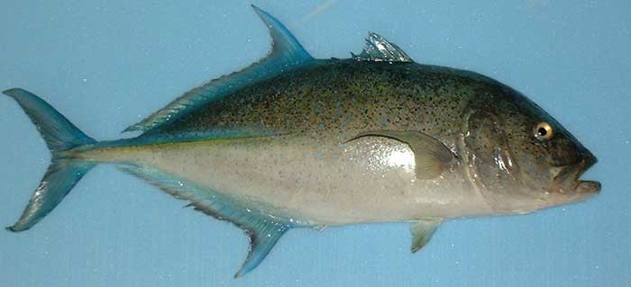 Le spécialiste de l'ichtyotaxidermie - Poissons tropicaux