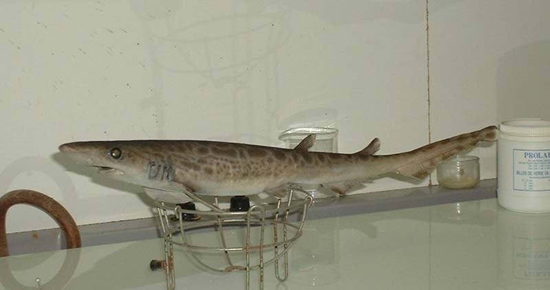 Requins et raies - Bernard Bourlès SPÉCIALISTE DE L'ICHTYOTAXIDERMIE