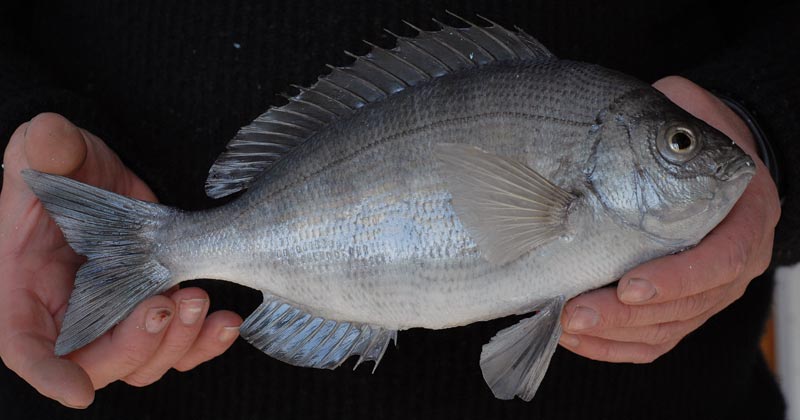 Poissons de mer - Bernard Bourlès SPÉCIALISTE DE L'ICHTYOTAXIDERMIE