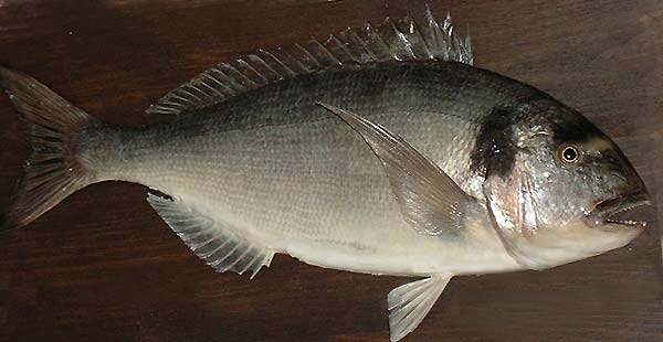 Poissons de mer - Bernard Bourlès SPÉCIALISTE DE L'ICHTYOTAXIDERMIE