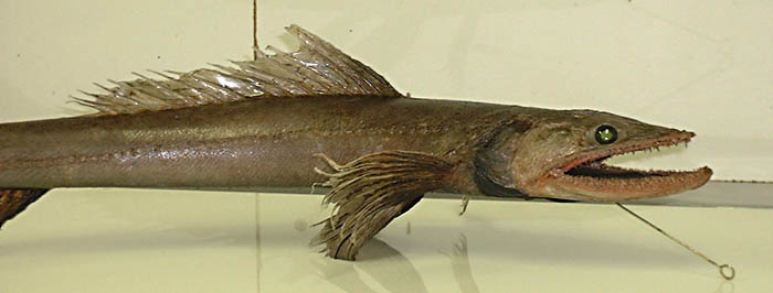 Poissons des grands fonds - Bernard Bourlès SPÉCIALISTE DE L ...