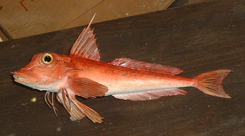 LE SPÉCIALISTE DE L'ICHTYOTAXIDERMIE - Poissons de mer