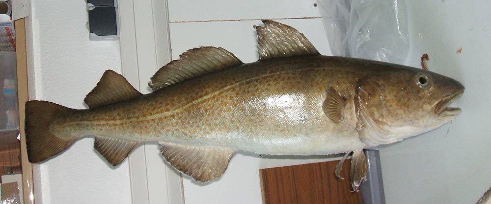 Poissons de mer - Bernard Bourlès SPÉCIALISTE DE L'ICHTYOTAXIDERMIE
