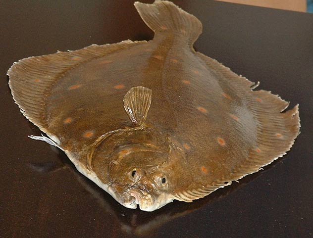 Poissons de mer - Bernard Bourlès SPÉCIALISTE DE L'ICHTYOTAXIDERMIE