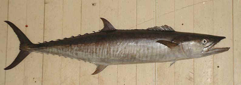 Le spécialiste de l'ichtyotaxidermie - Poissons tropicaux