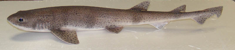 Le spécialiste de l'ichtyotaxidermie - Poissons finis