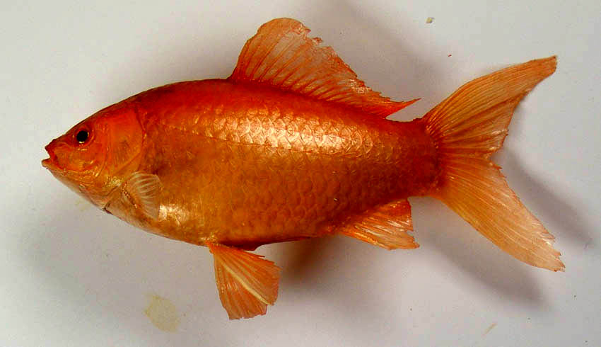 Poissons finis - Bernard Bourlès SPÉCIALISTE DE L'ICHTYOTAXIDERMIE