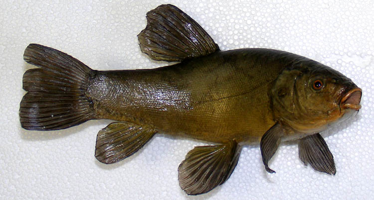 Poissons finis - Bernard Bourlès SPÉCIALISTE DE L'ICHTYOTAXIDERMIE